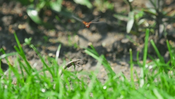 Red Dragonfly Flutter, Stock Footage | VideoHive