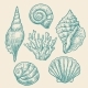 Sea Shell Set Vintage Color Engraving , Vectors | GraphicRiver