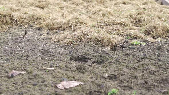 The Use of Dry Grass When Mulching the Garden, Stock Footage | VideoHive