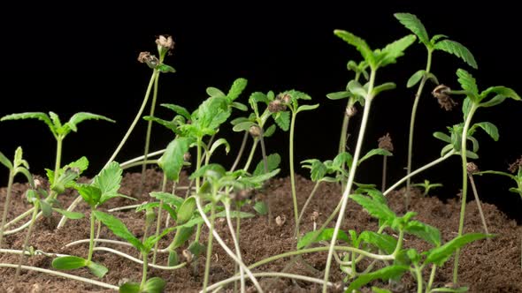 Time Lapse of Growth Marijuana Plant, Stock Footage | VideoHive