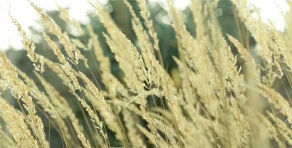 Straw in Wind, Stock Footage | VideoHive