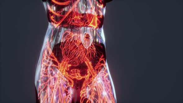 Analysis of Human Anatomy Scan Showing Blood Circulation, Motion Graphics