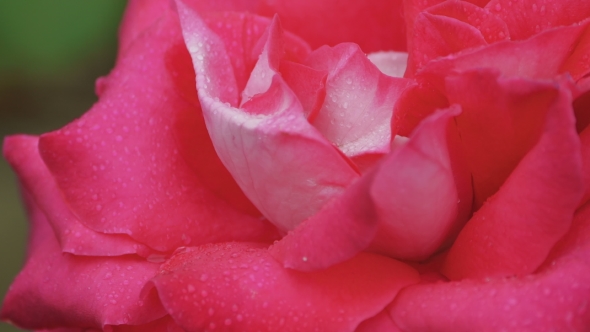 Rose Flower , Stock Footage | VideoHive