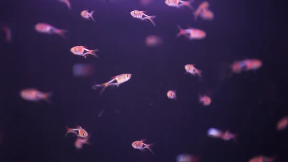 School of tiny Minos swimming sporadically in freshly laid aquarium ...