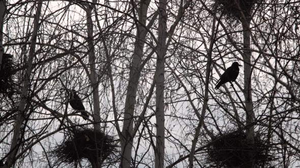 Silhouettes Rooks Nesting in the Trees in Early, Stock Footage | VideoHive
