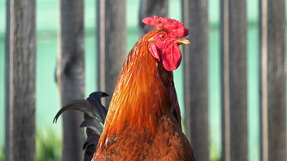 Rooster, Stock Footage | VideoHive