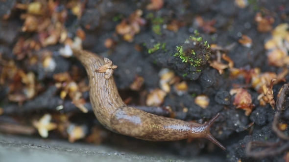 Brown Slug Crawling, Stock Footage | VideoHive