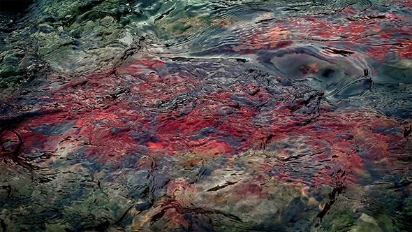 Blood Colors River Water Red, Stock Footage | VideoHive