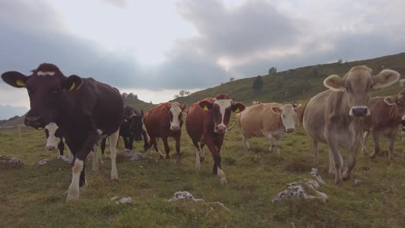 Herd Of Cows Chase Something, Stock Footage | VideoHive