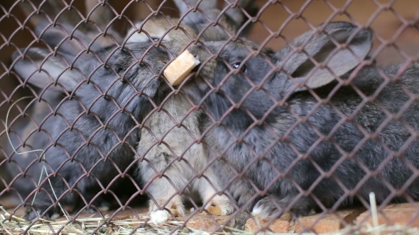 Man Is Feeding Rabbits In a Hutch With Bread, Stock Footage | VideoHive