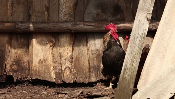 Rooster And Hen Couple Sitting Close Together, Stock Footage | VideoHive