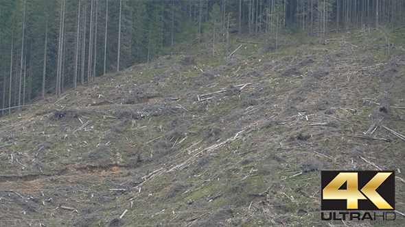 Deforestation on Mountain Slope, Stock Footage | VideoHive