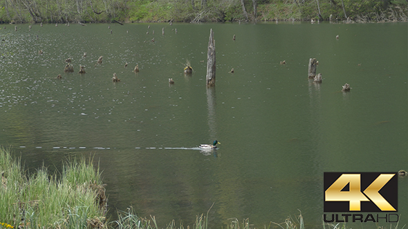 Swimming Duck Through Lake, Stock Footage | VideoHive