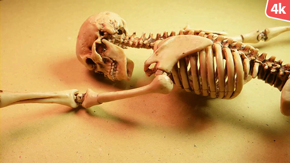 Human Skeleton 257, Stock Footage | VideoHive