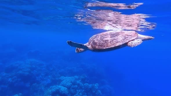 Sea Turtle Breathing Air Surface, Stock Footage | VideoHive