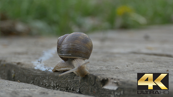 Snail Crawling on Plank, Stock Footage | VideoHive