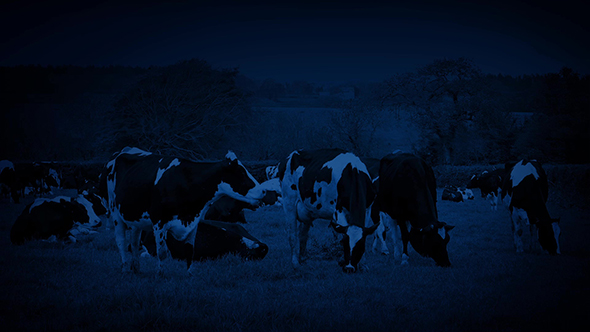 Cows Grazing In Field At Night, Stock Footage | VideoHive