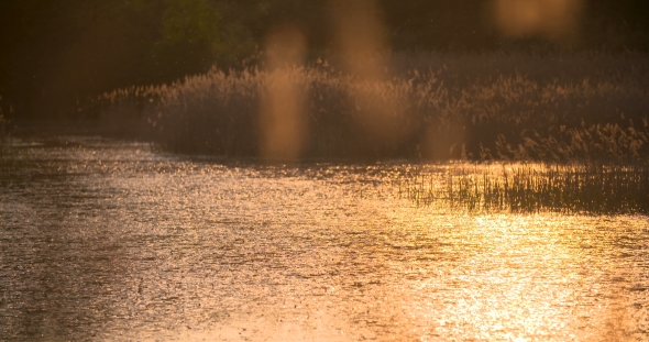Sunset Through The Reeds, Stock Footage | VideoHive