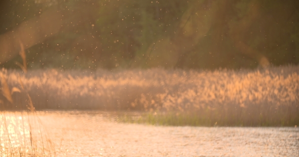 Sunset Through The Reeds, Stock Footage | VideoHive