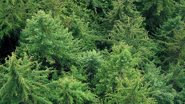 Flying Over Tree Tops, Stock Footage | VideoHive