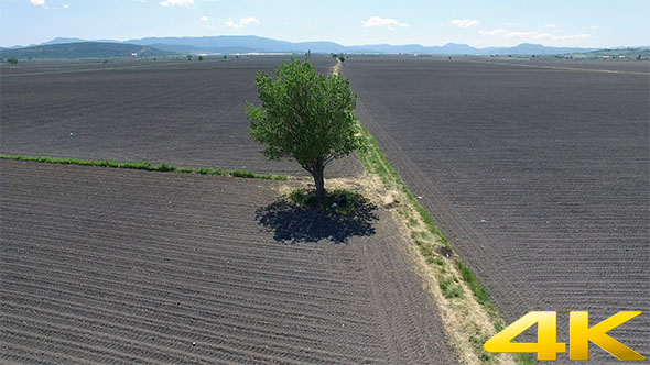 Tree, Stock Footage | VideoHive