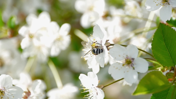 Bee Pollinating Flowering Trees, Stock Footage | VideoHive