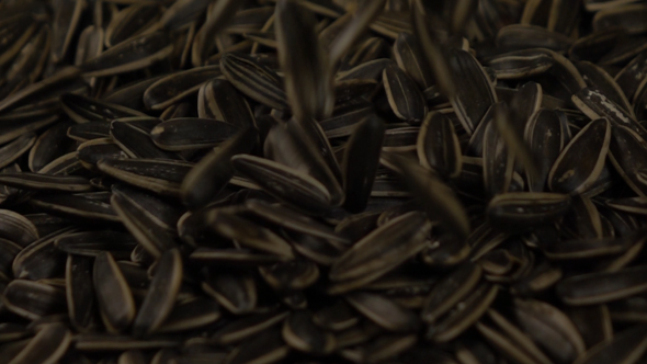 Sunflower Seed Falling, Stock Footage | VideoHive