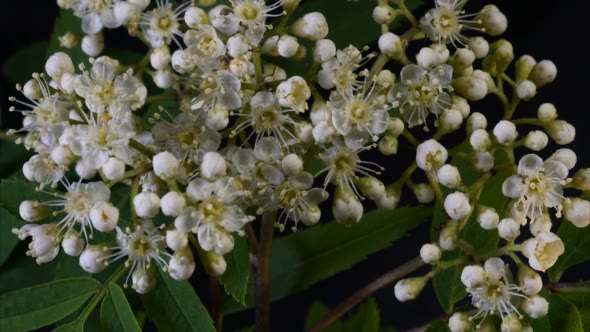 Rowan Flowers Bloom , Stock Footage | VideoHive