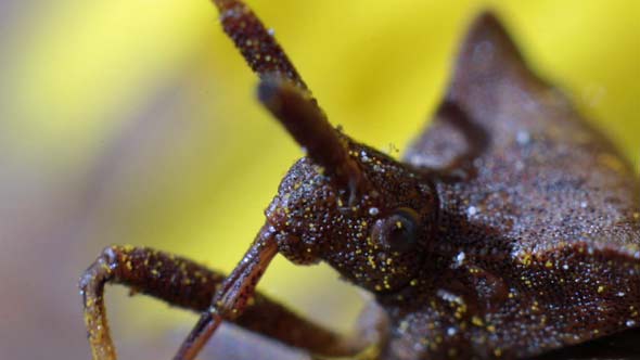 Insect Brush Your Paw its Proboscis, Stock Footage | VideoHive