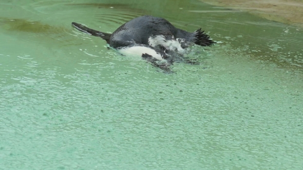 Penguin Swimming Under Rain, Stock Footage | VideoHive
