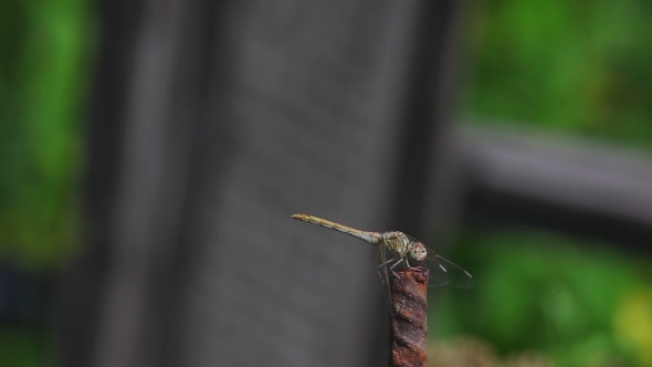 Dragonfly, Stock Footage | VideoHive