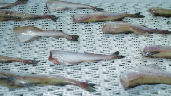 Seafood Processing Factory Preparing Fresh Fish, Stock Footage | VideoHive