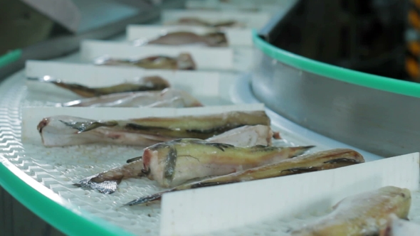 Fish Factory Seafood Production, Stock Footage | VideoHive