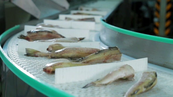 Seafood Processing Factory Preparing Fresh Fish, Stock Footage | VideoHive