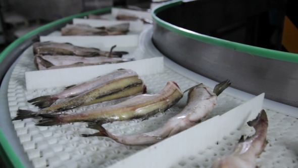 Fish Factory Seafood Production, Stock Footage | VideoHive