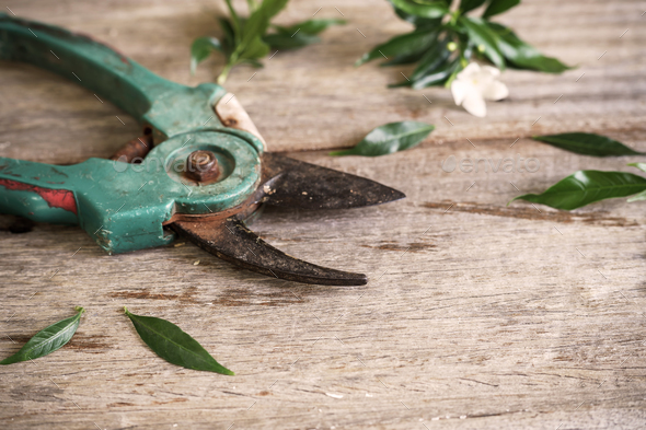Old rusty pruning shears with leaves Stock Photo by kitzstocker | PhotoDune