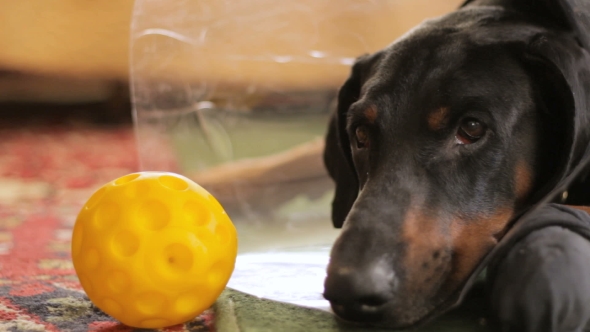 Sad Dog Breed Doberman Near The Ball Medical Collar , Stock Footage