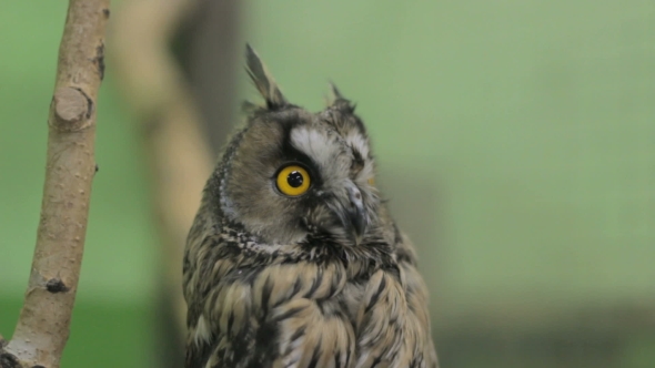 Of An Owl Looking At The Camera And Around, Stock Footage | VideoHive