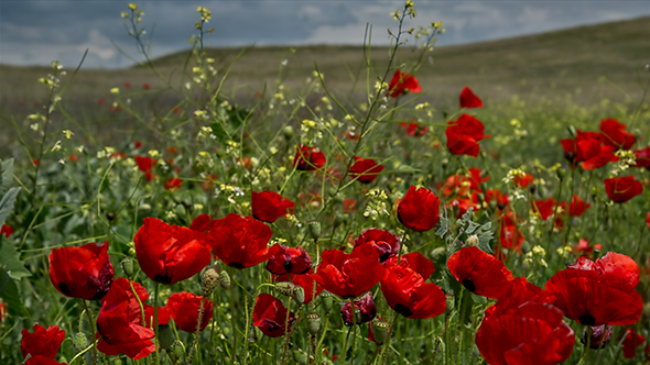 Poppy, Stock Footage | VideoHive