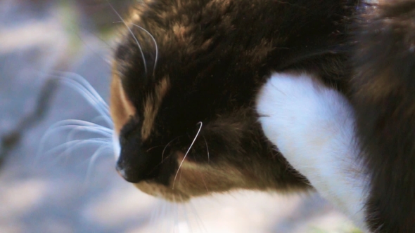 Cat Scratch His Head, Stock Footage | VideoHive