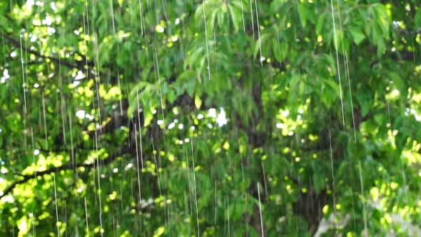 Summer Rain In The Garden Or In The Park, Stock Footage | VideoHive