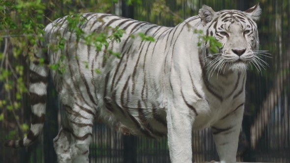 Gorgeous White Tigress, Stock Footage | VideoHive