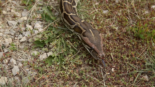 Snake Crawling on the Ground, Stock Footage | VideoHive