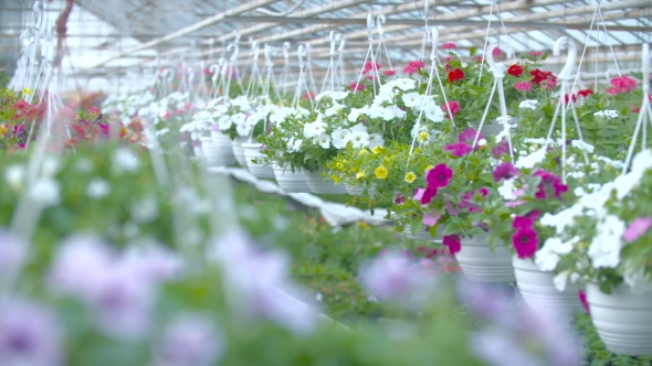 Flower Plant, Stock Footage | VideoHive