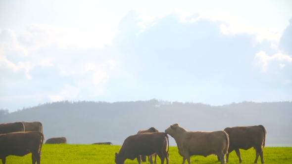 Deep Red Cattle Cow Grazing., Stock Footage | VideoHive