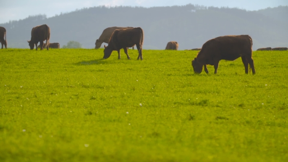 Deep Red Cattle Cow Grazing., Stock Footage | VideoHive
