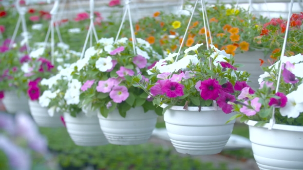 Flower Plant, Stock Footage | VideoHive