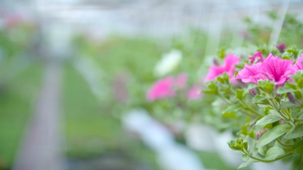 Flower Plant, Stock Footage | VideoHive