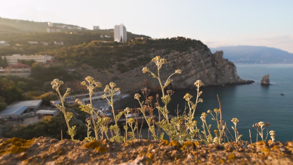 Beautiful Plants Growing On a Cliff In The Sunset Light., Stock Footage