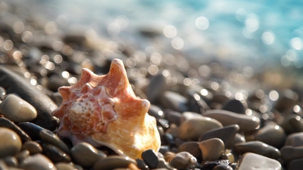 Conch Shell On Pebble Beach, Stock Footage | VideoHive
